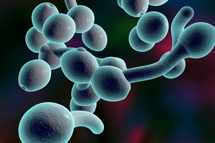 Parasiitne seen, kandidoos: kas nahaseene võib kahjustada organeid ...